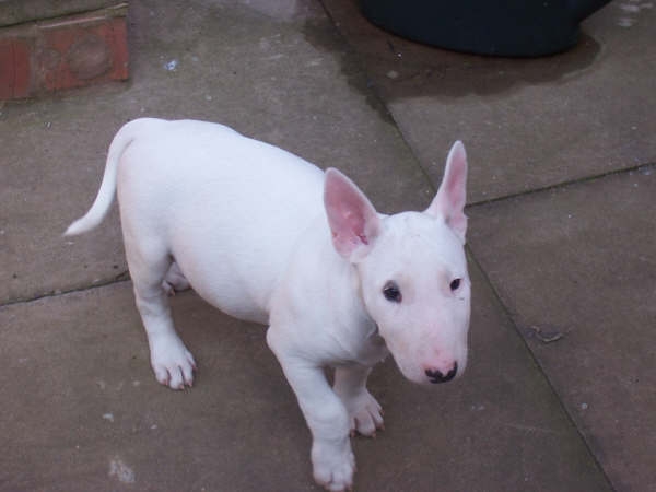 Bullseye the Bull Terrier: September 2010