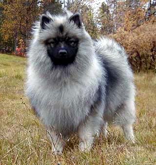 Keeshond Puppy Wallpapers | Free Animal Wallpapers