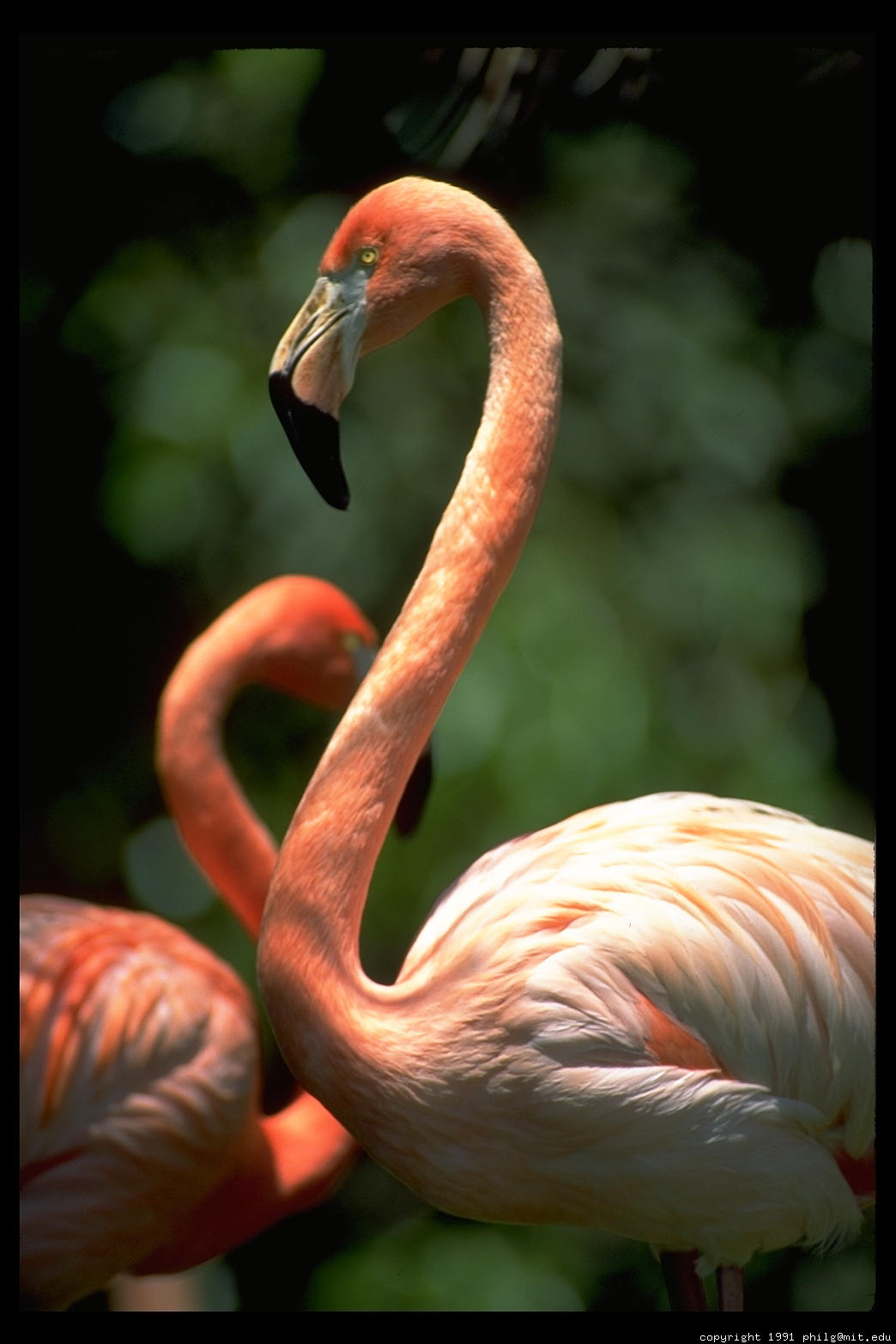 Best Flamingo Wallpapers | Free Animal Wallpapers