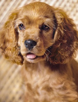Boykin Spaniel Puppy wallpaper | Free Animal Wallpapers