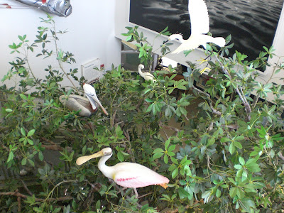 Naturalist's Blog: Rookery Bay displays