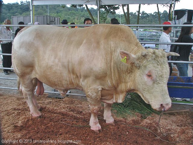 lamanpahang: 27/44 MAHA 2010 - Lembu putih