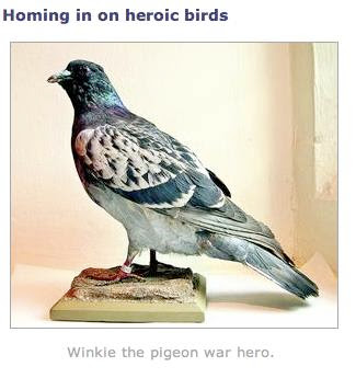 pigeon hole: Famous War Pigeons