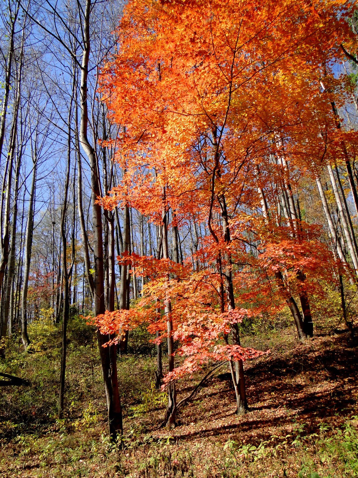 Appalachian Journal : Fall Progression and Last of the Butterflies