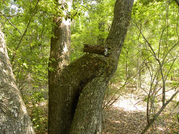 Parker's Barkers: Geocaching at Ross Prairie State Forest