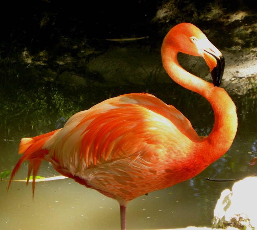 Parker's Barkers: Whooping Cranes, Flamingos and More!