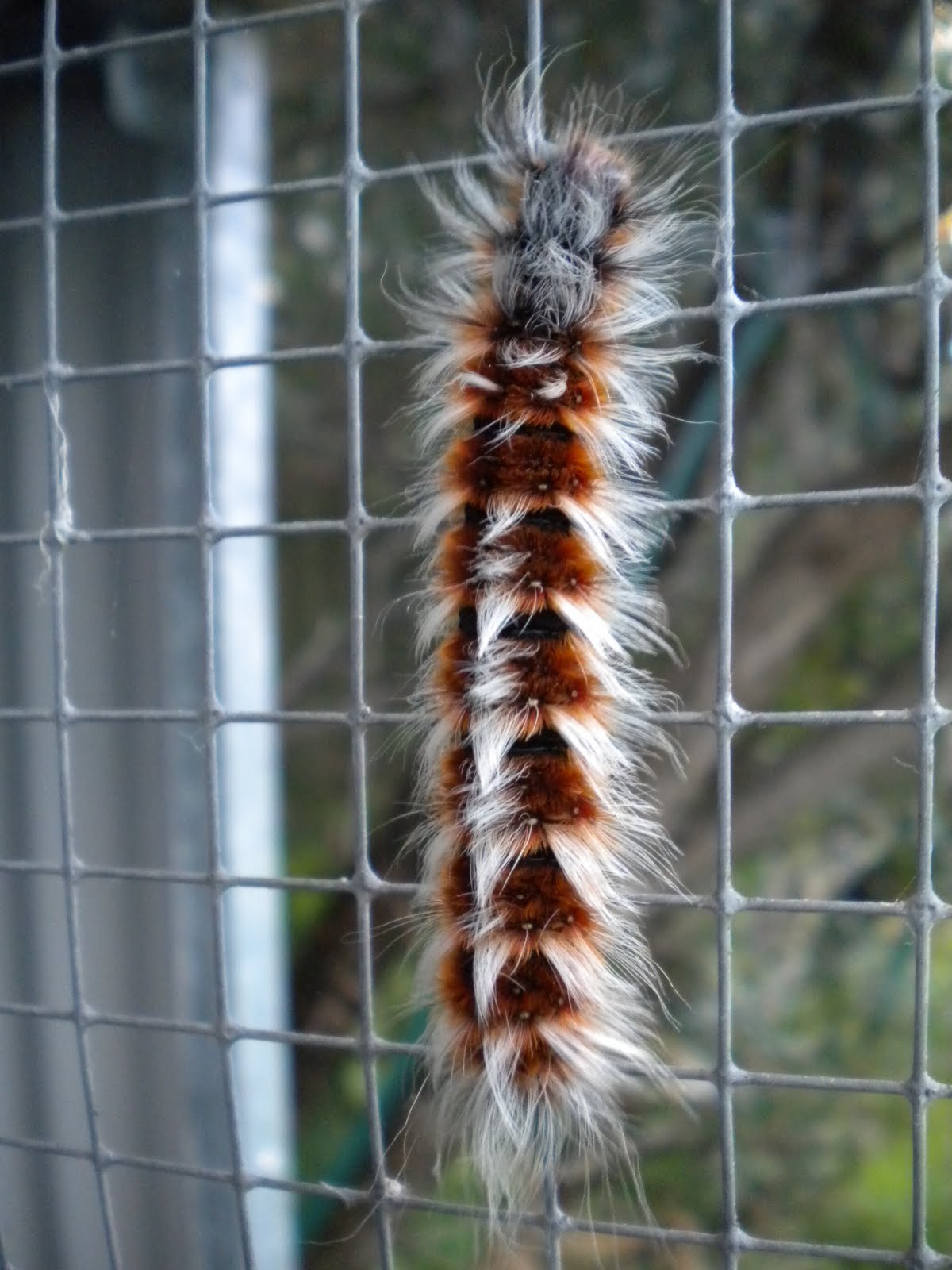 Groteskology: August 2010