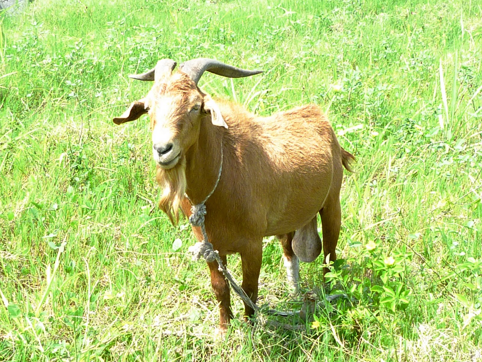 Espwa Means HOPE: Alpine Nubian goats