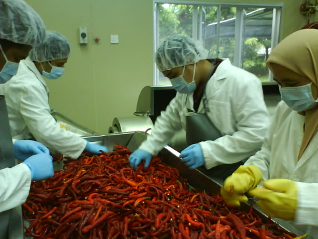 Selamat Datang: Info Cili Puri