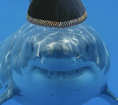 Surfer watches GoPro footage only to find he swam 3 feet above Great ...