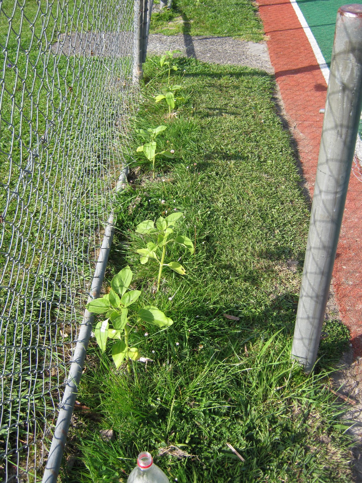 Sunflower forest garden