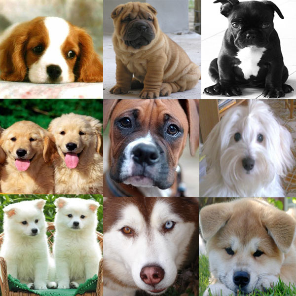 Informática EvaCrisAna: Collage perritos