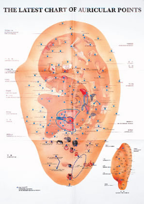 Ear Acupuncture Points Chart