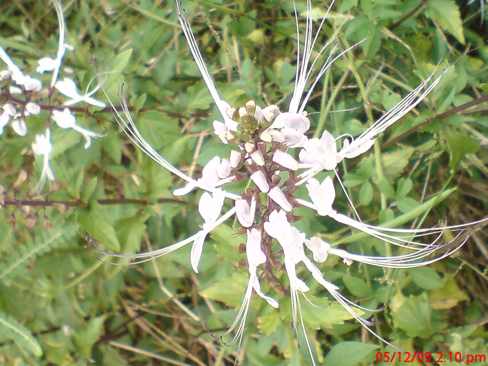 IddinMcorneR: Pokok misai kucing banyak kegunaannya.