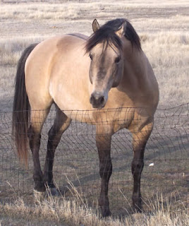 The Perfect Guide To Horses: A dun horse