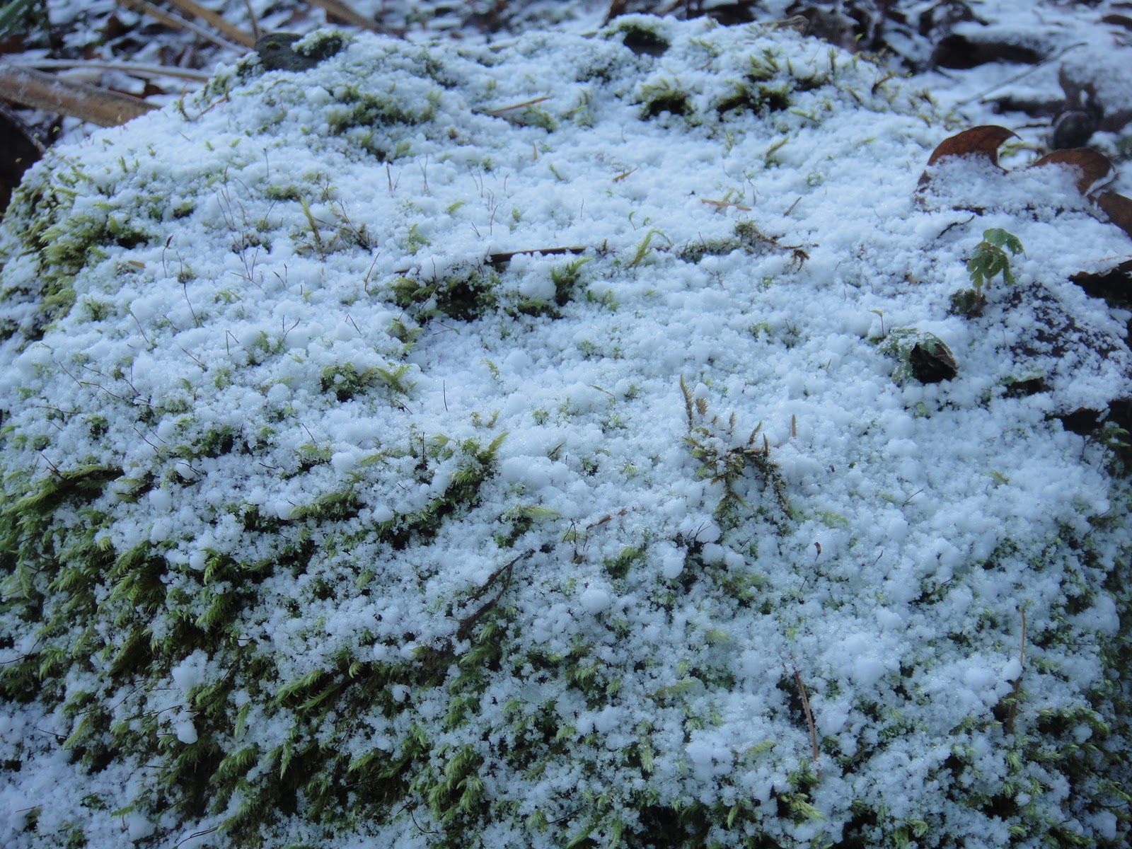 Gardening with Wyatt: Graupel Time!