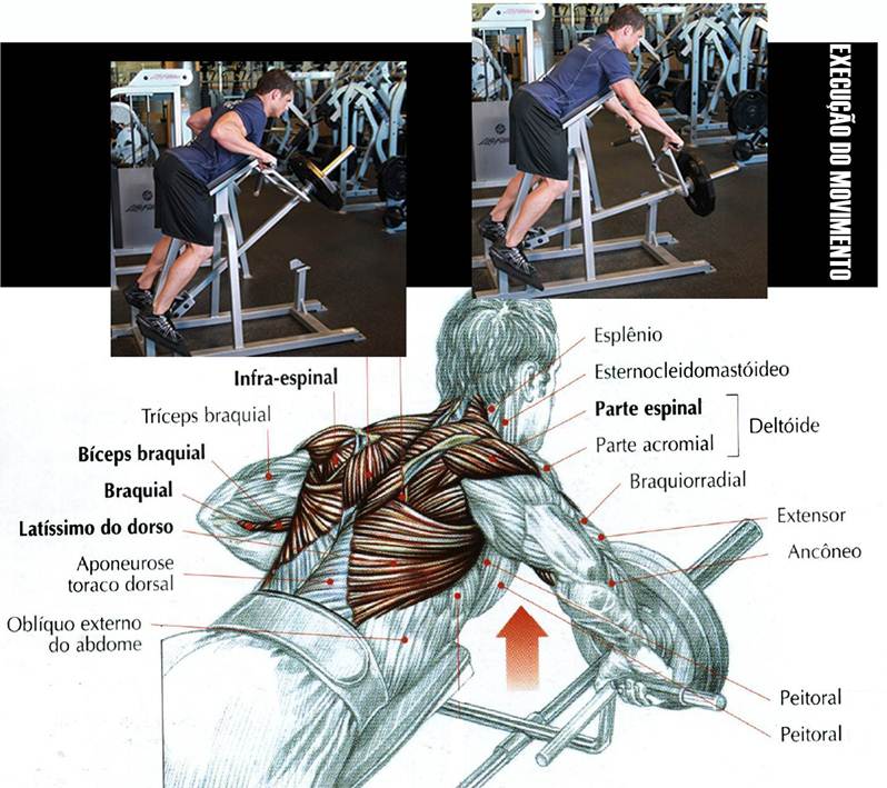 Os Melhores Exercícios para As Costas ~ Boa Forma Fitness