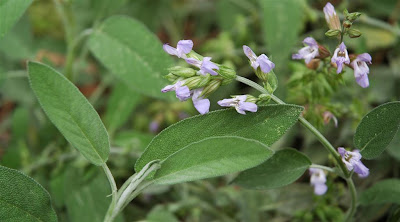 Salva | Plantas aromáticas, medicinais e condimentares