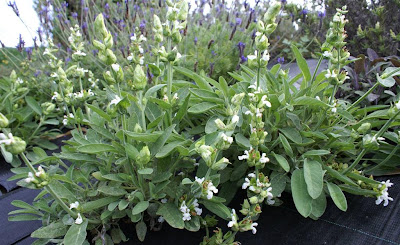 Salva | Plantas aromáticas, medicinais e condimentares