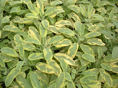 Salva | Plantas aromáticas, medicinais e condimentares