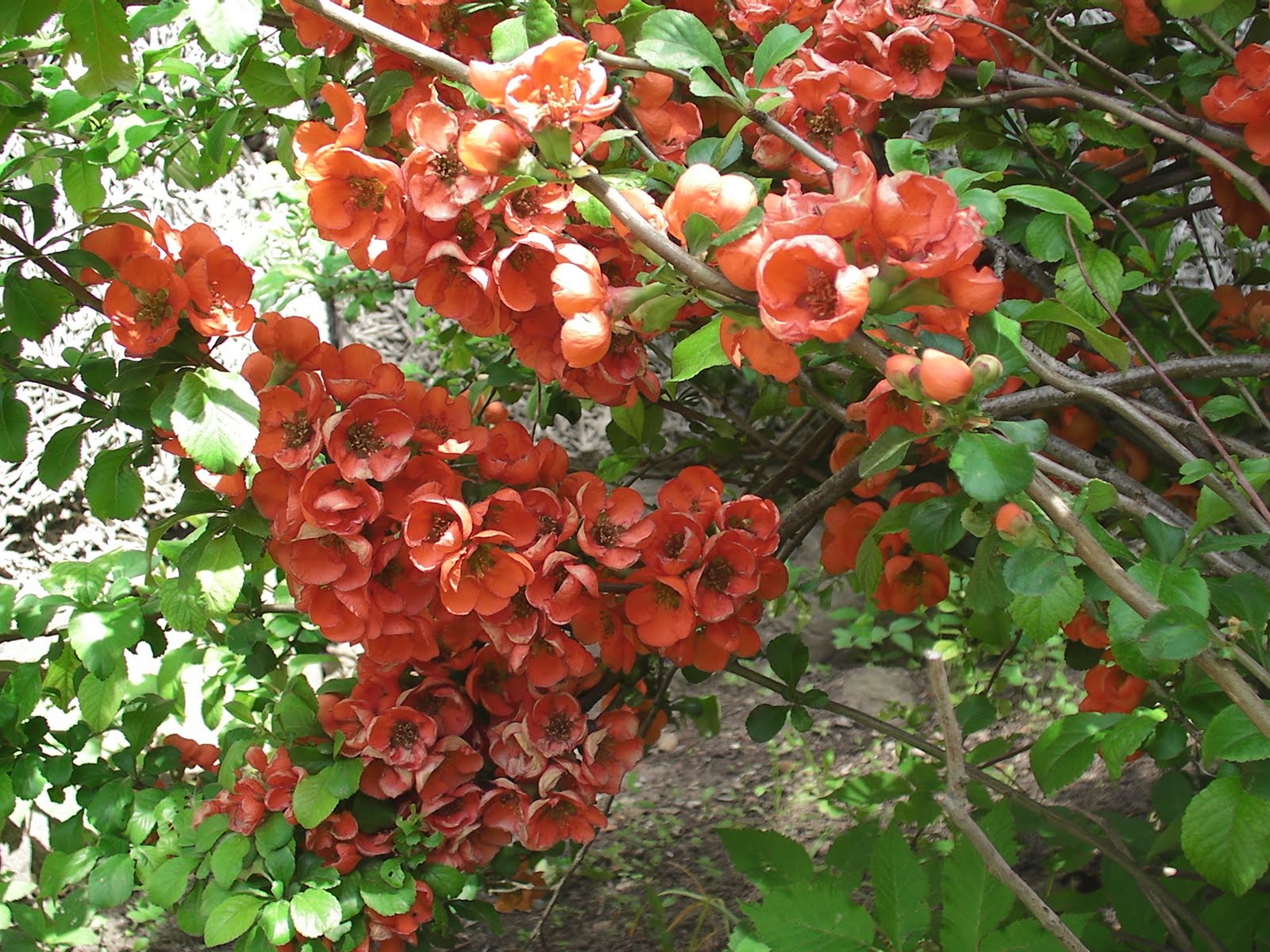 Kopli Talu: Mai 2009 - lilled, lilled, lilled