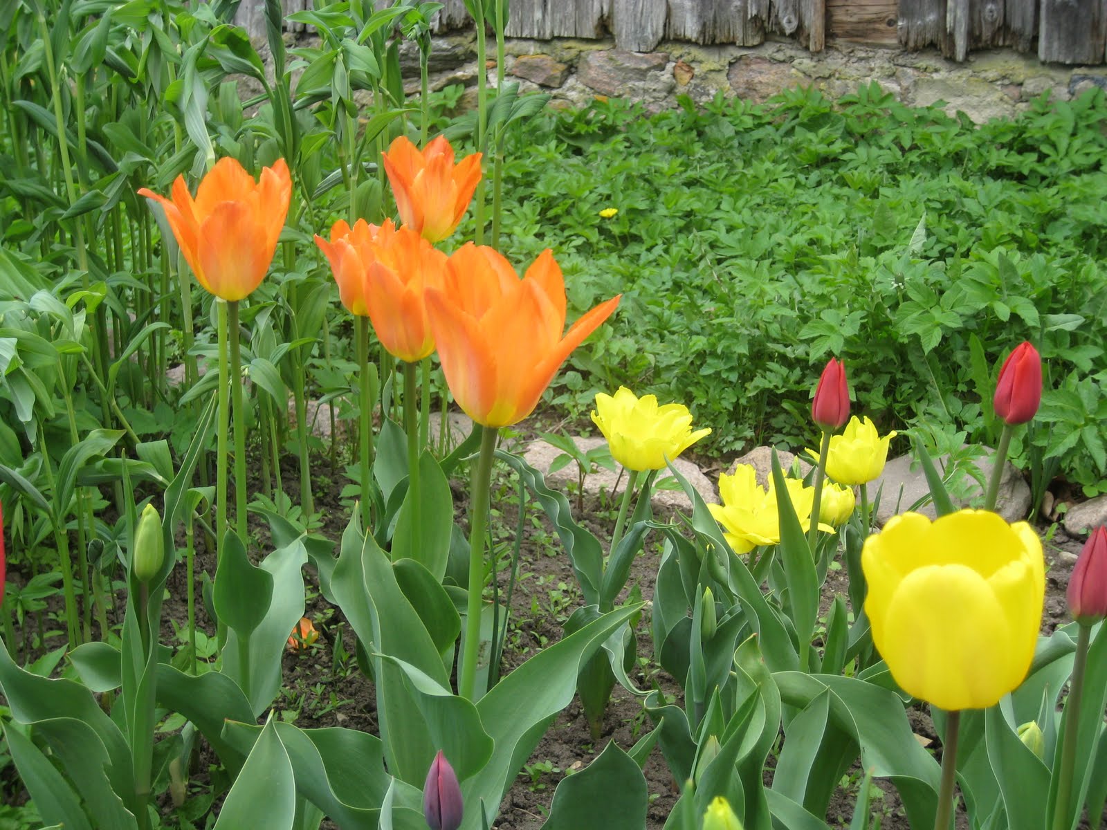 Kopli Talu: Mai 2009 - lilled, lilled, lilled