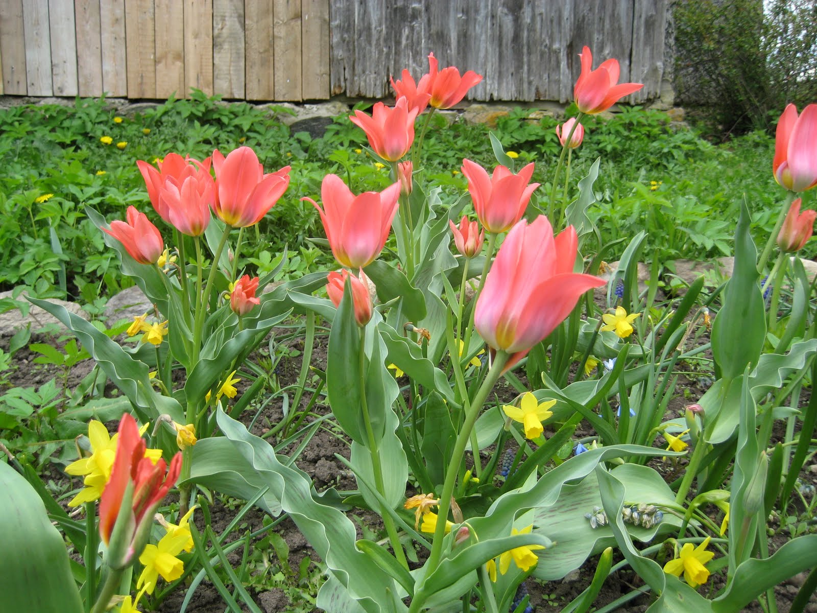 Kopli Talu: Mai 2009 - lilled, lilled, lilled