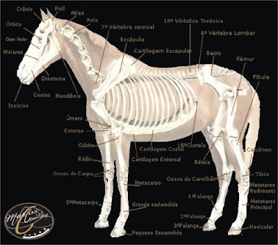 Jovens cavaleiros (a): Morfologia do Cavalo