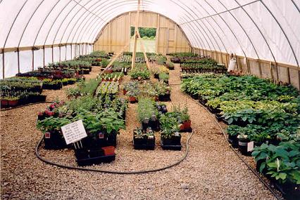 Definisi dan Pengertian Persemaian