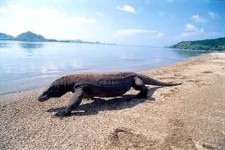 Komodo National Park ~ Indonesian Culture and Tradition