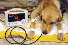 Veterinary Monitoring