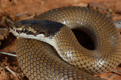 Tscharke Photography: SUTA SUTA