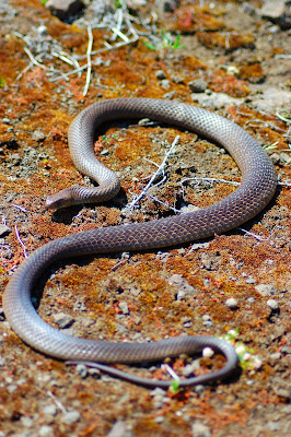 National Geographics: bandy bandy snake