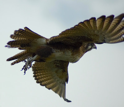 Tscharke Photography: Brown Falcon (Falco berigora)