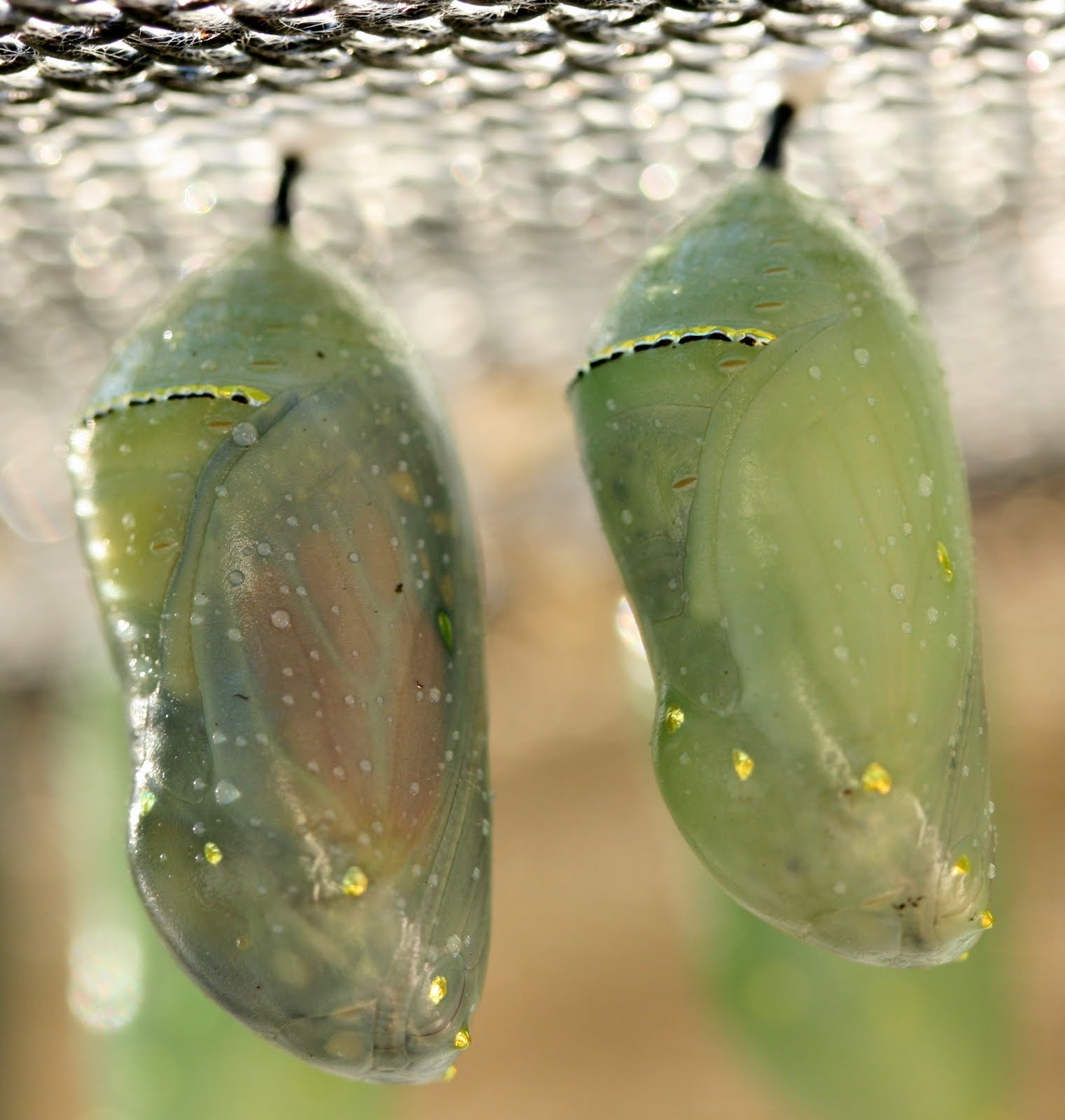 Hort4U: So Many Chrysalis!