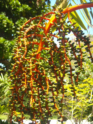 Paperlover123: Palm tree seed pods!