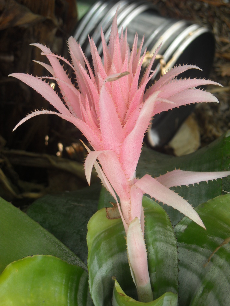 Paperlover123: Urn Plant, Silver Vase Bromeliad, Aechmea fasciata