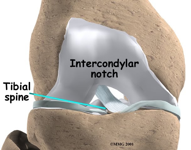 Intercondylar Notch