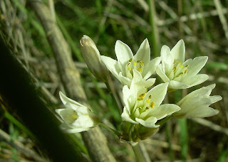 Hablando en verde: Nothoscordum inodorum