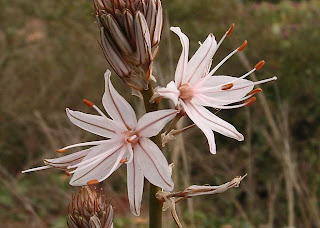 Hablando en verde: Gamón (Asphodelus ramosus)