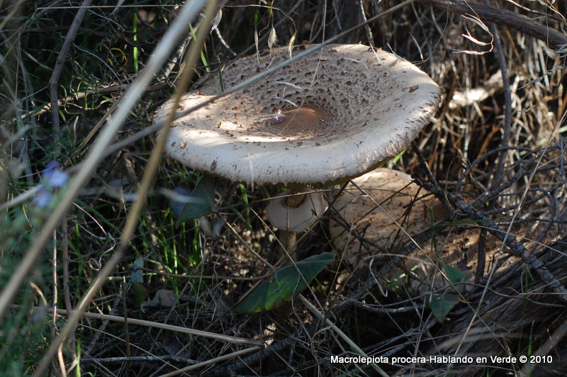 Hablando en verde: enero 2011
