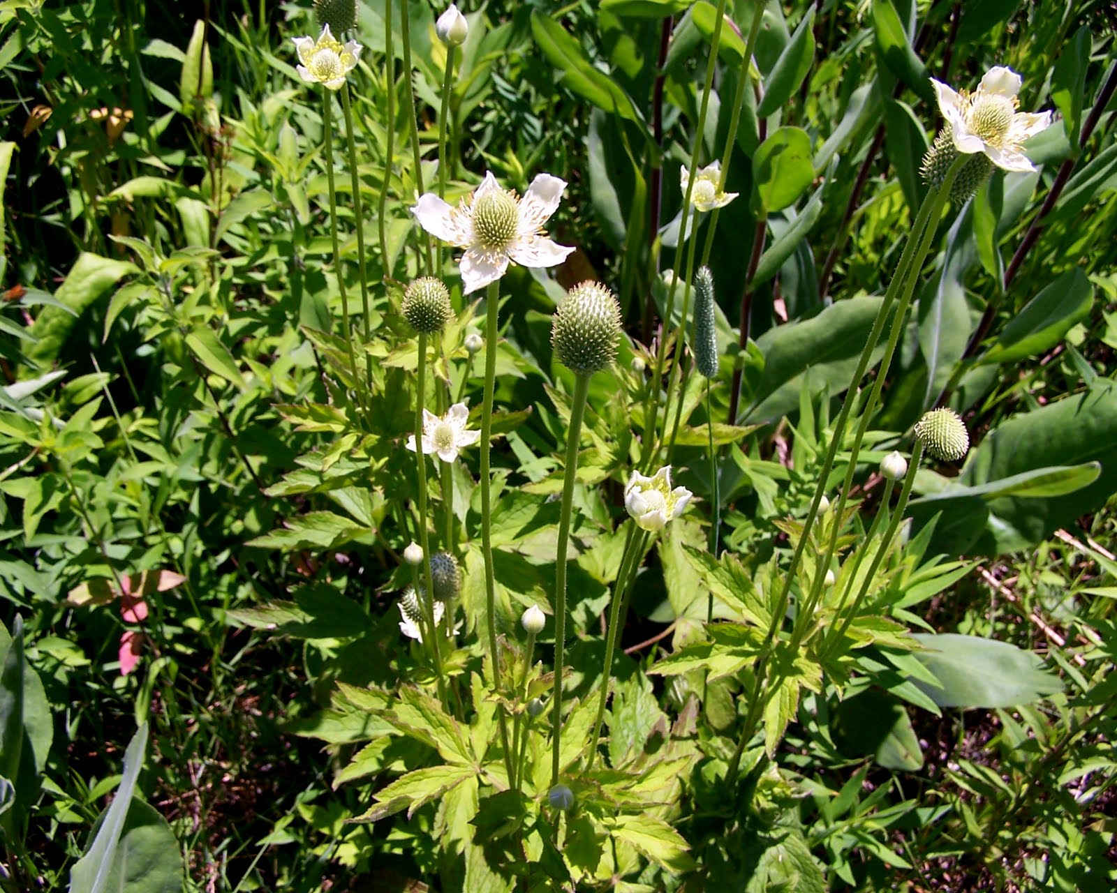 NATURE NOTES: June 2010