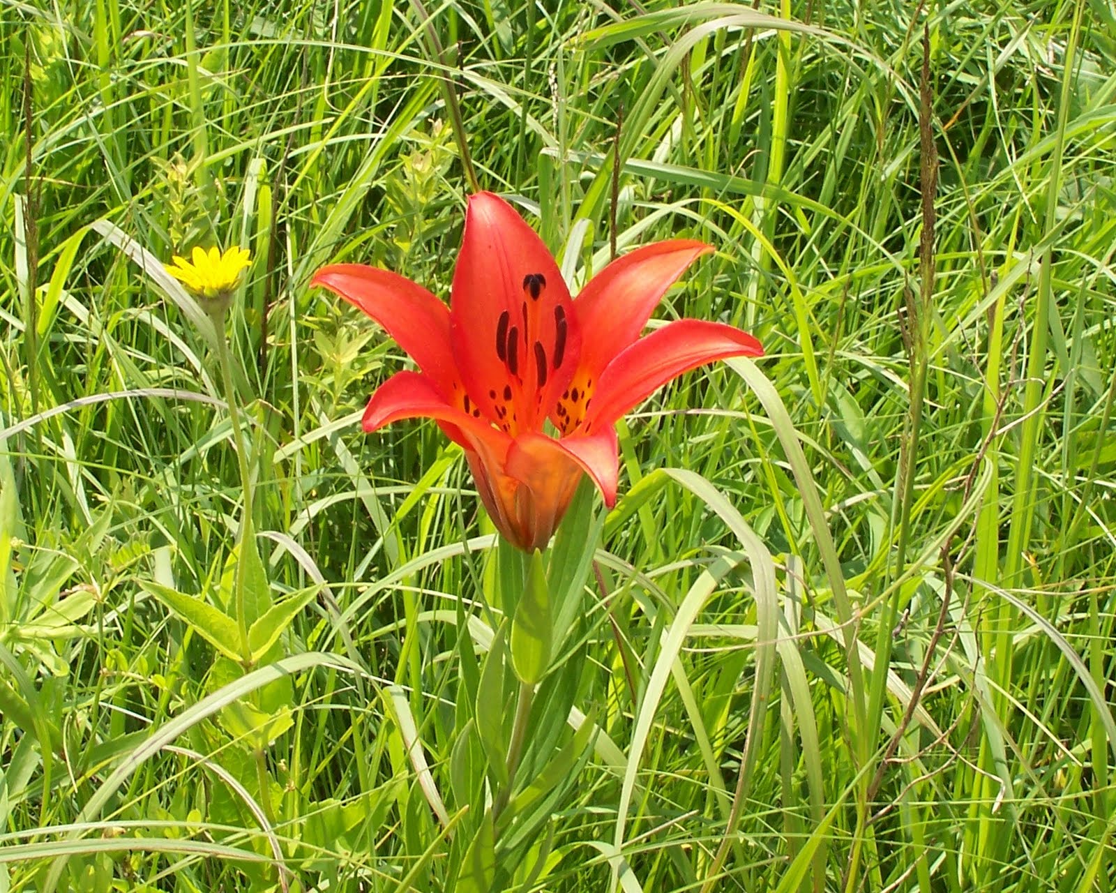 NATURE NOTES: June 2010