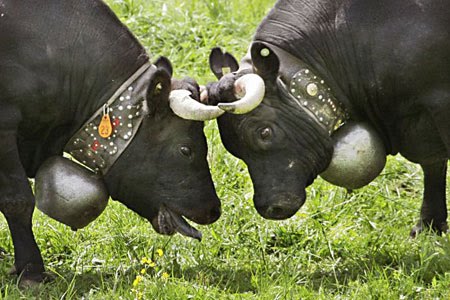 “because I had fallen in love with words.”: Whose ox is being gored?