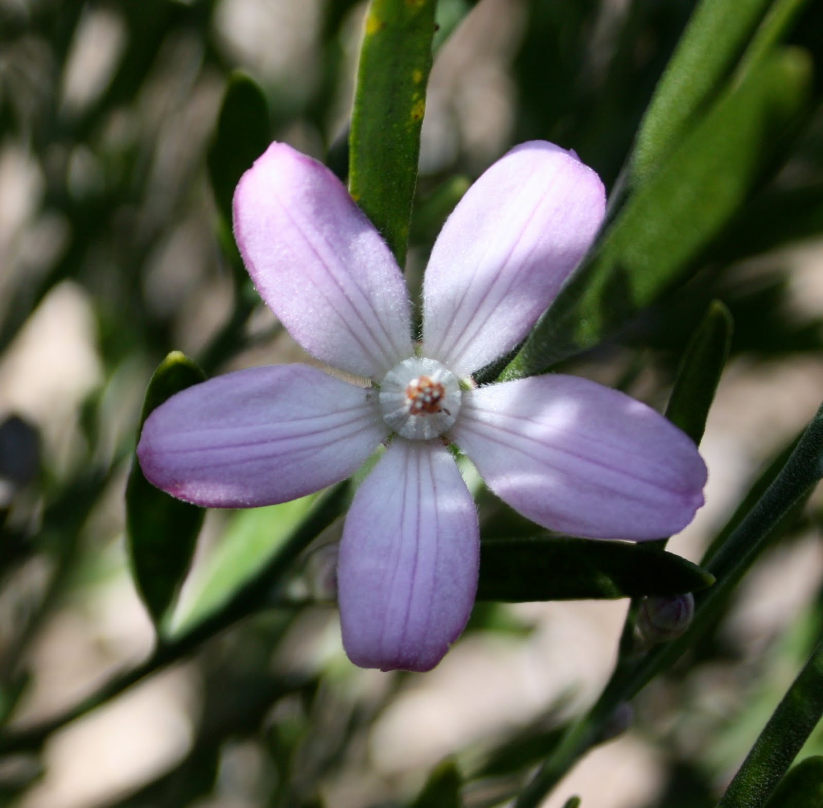 I am a liminal being: FLOWERS FOR