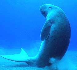 indoanimals: Dugong