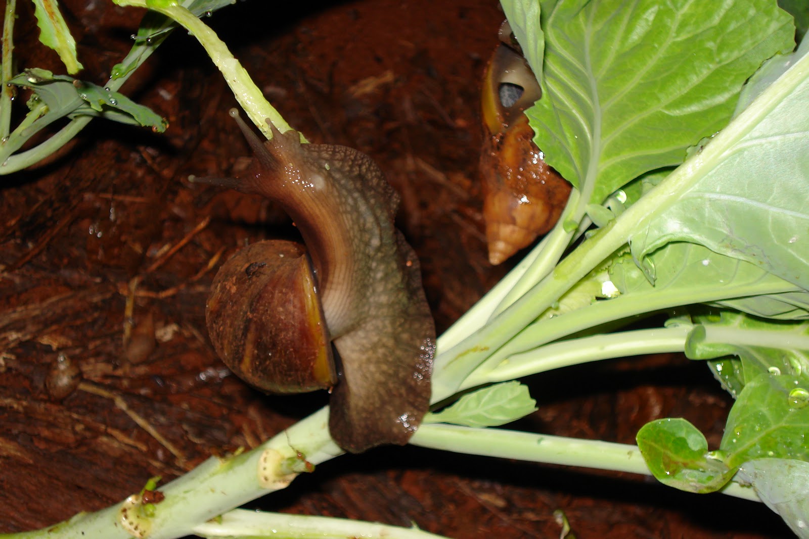 Blog da Chácara Recanto das Pedras: Caramujo Africano (Achatina fulica)