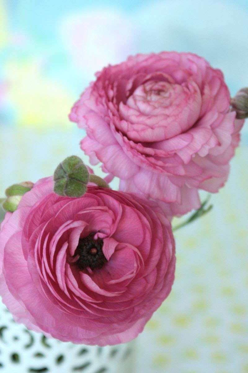 Pink Ranunculus