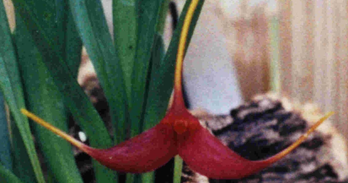 Pleurothallidinae: FICHE : Masdevallia roseola
