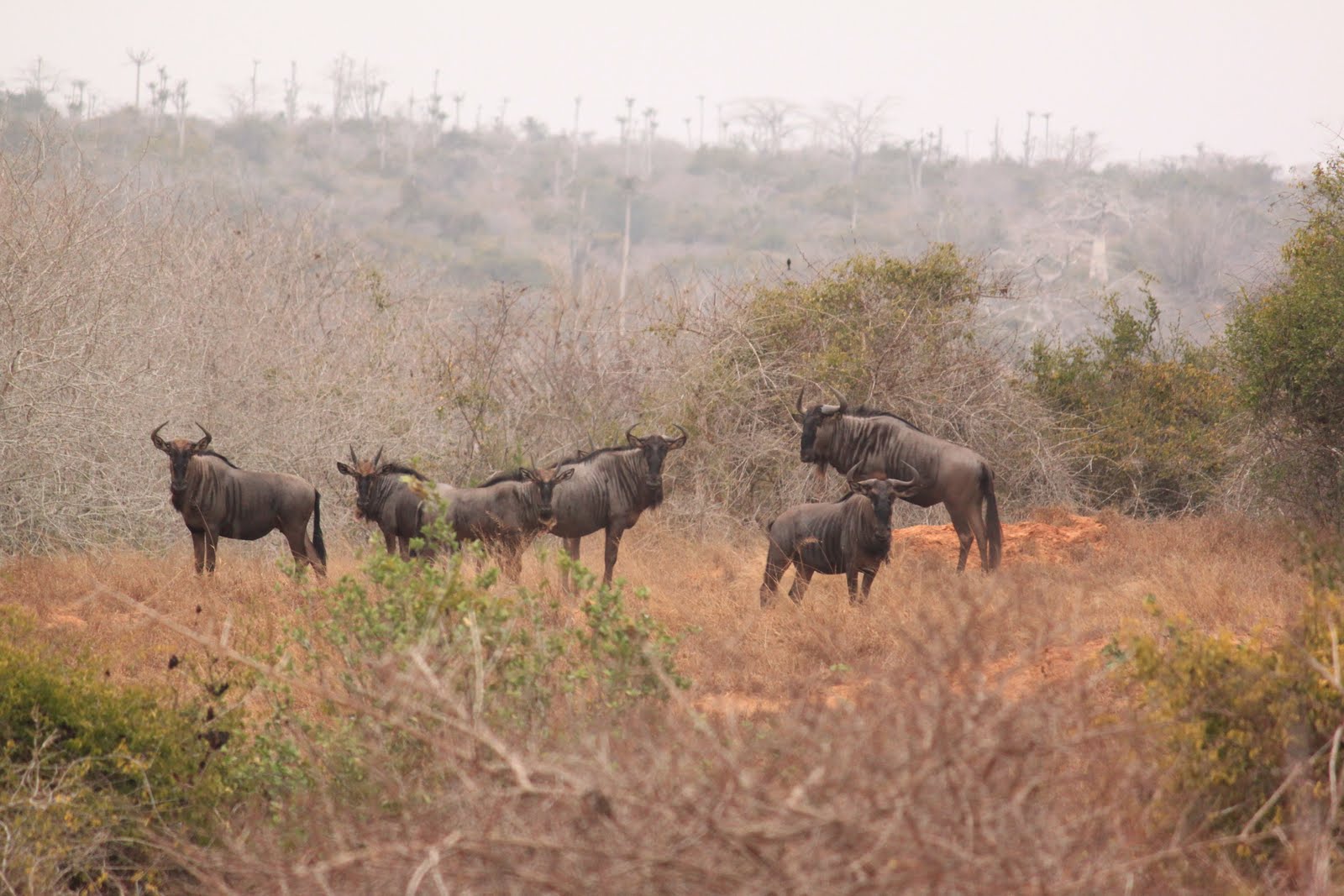 L'Odyssée Congolaise: Parque Nacional da Quissama (11/07)